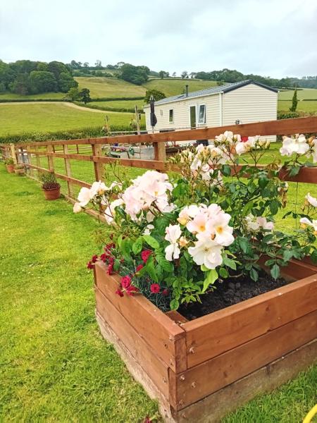Rose Corner - Seaton