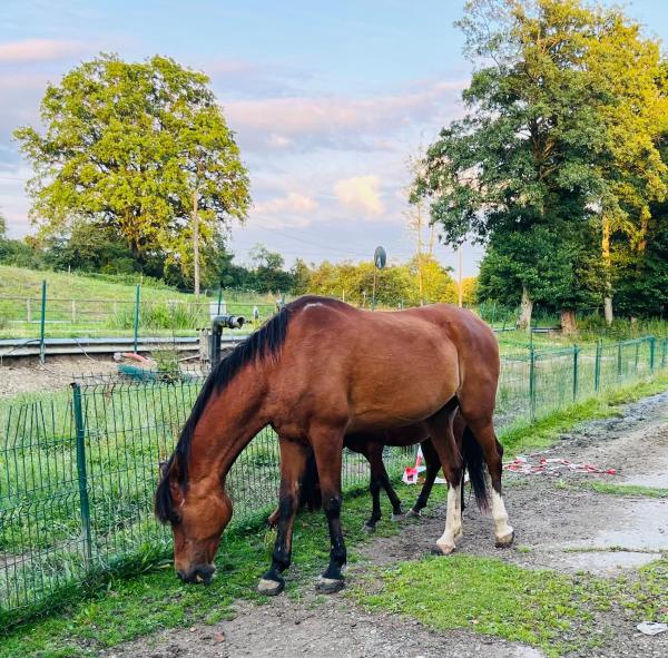 Caravane En Pleine Nature Ferme Proche De Tout - Belgium