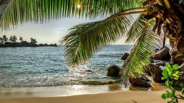 Baga Beach Palms - Anjuna