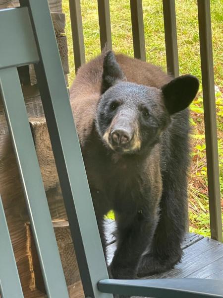 Bears Among Us - Gatlinburg, TN