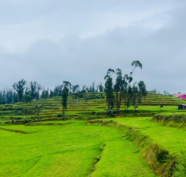 Teyt's Green Haven - 3 Bhk - Ooty