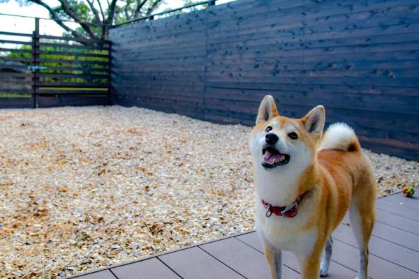 Pet & Spa Hotel Izu Wan - Itō