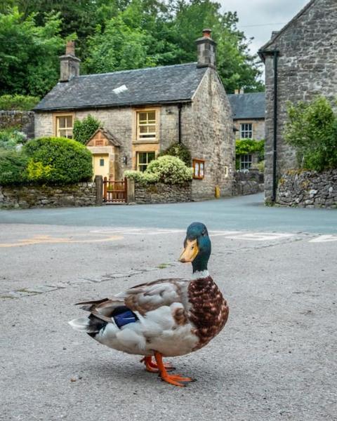 Duck Cottage Milldale Alstonefield Peak District - Hartington