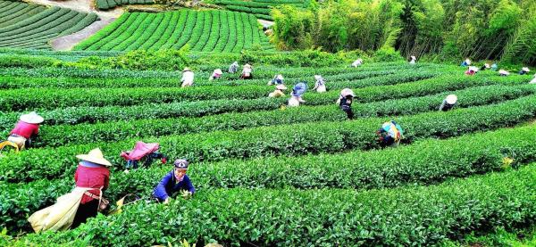 Tianyi Homestay - Alishan Township