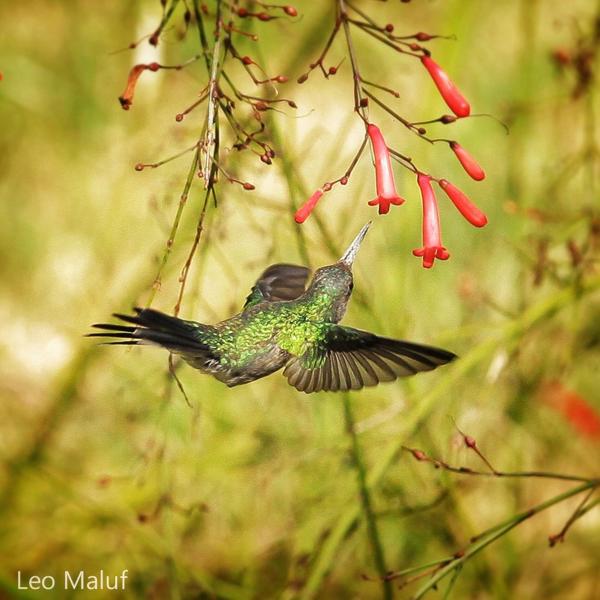 Jardim Secreto Suite Araras - Petrópolis