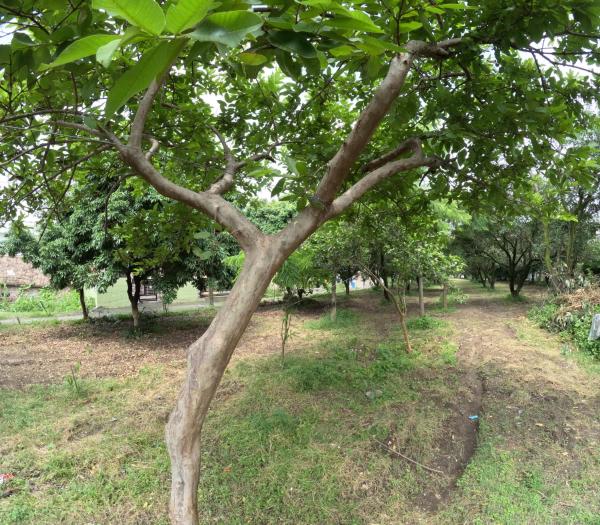 Bagicha Farmstay - Near Jolly Grant Airport - Uttarakhand