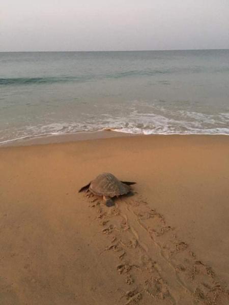 Sea Castle Beach Homestay - Kollam