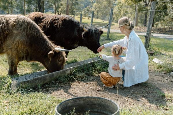 Family Fun On The Farm! Close To Kenilworth Stylish Feed Friendly Cows Breathtaking 360 Views - Kenilworth