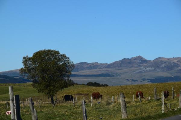 Les Marmottes De Murol - Saint-Nectaire