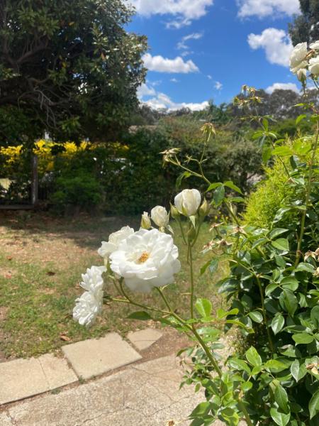 Canberra Hospital Locum Welcome- 2br Home - Canberra