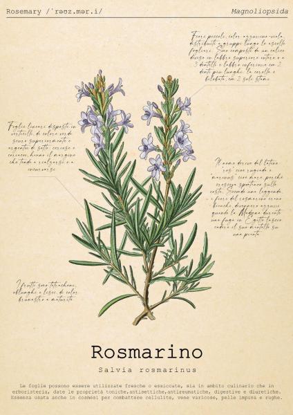 Le Floreali - Casa Rosmarino - Orvieto