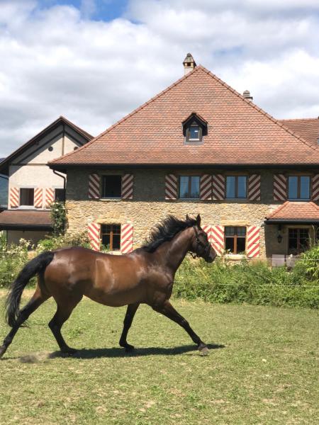 Ferme De Grandchamp - Neuenburg