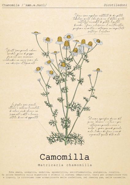 Le Floreali - Casa Camomilla - Bolsena