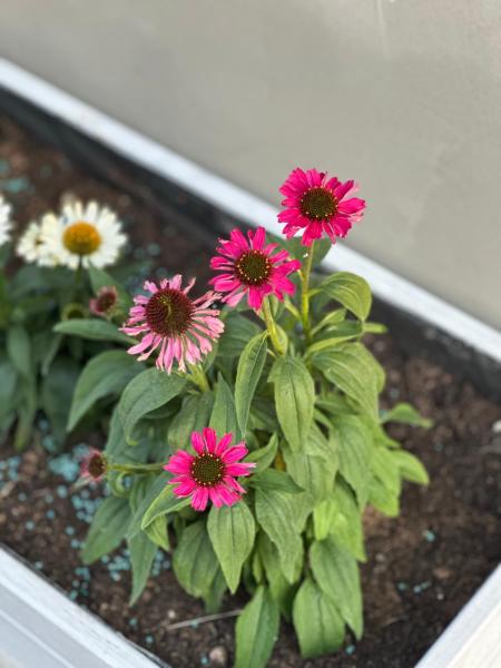 Noclegi Centrum Fiszer - Szklarska Poręba