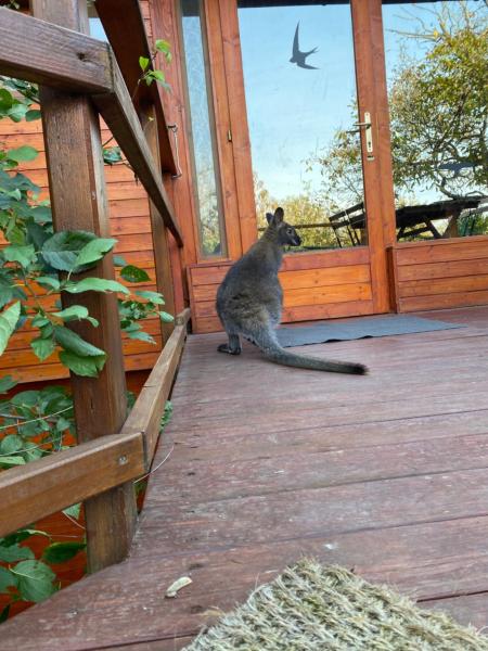 Mohatetős Lombház - Budapest