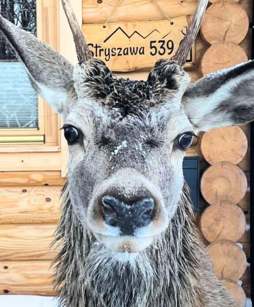 Sielsko Anielsko - 波蘭