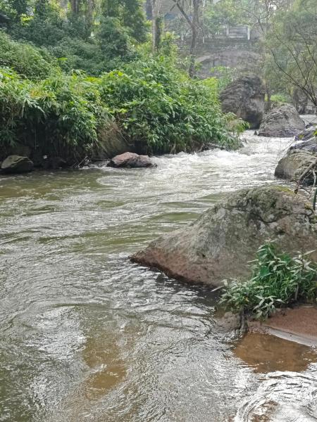 Suryas Home Stay - Munnar