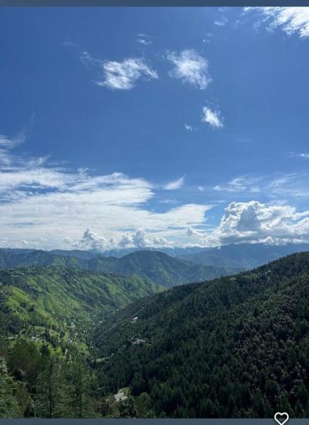 Peace Holiday Homestay - Chail