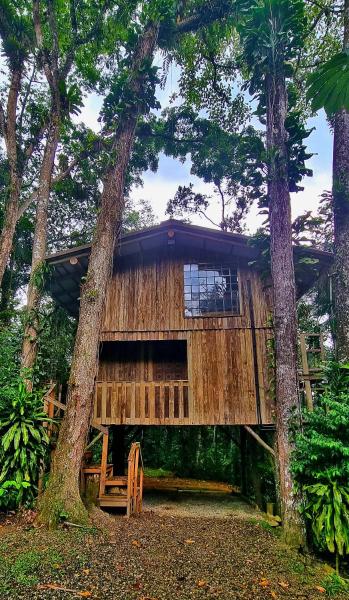 Casa Da ÁRvore - Jussara Cultural - Joinville