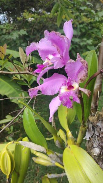 Finca Villa Marleny - Fusagasugá