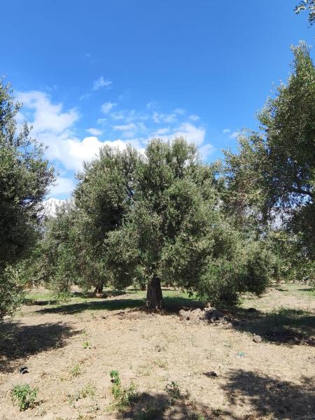 Anve Olive Tiny House - Turkey