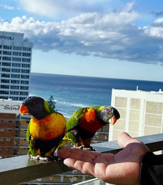 Top Of The Mark - Top Floor Apartment - Surfers Paradise