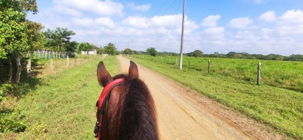 Alquiler De Caballos Y Cabalgatas Por El Atlántico - Bolívar