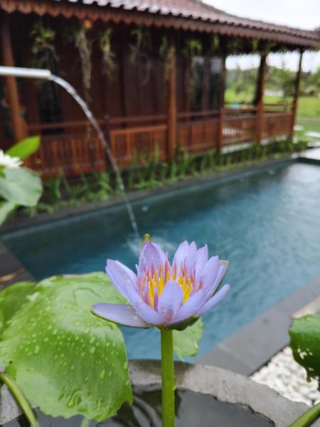 Lotus Cottage - Gianyar