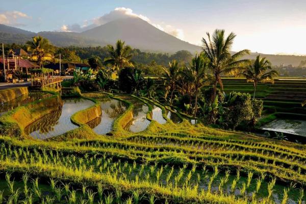 Dedari Lodge Jatiluwih Rice Fields - Munduk