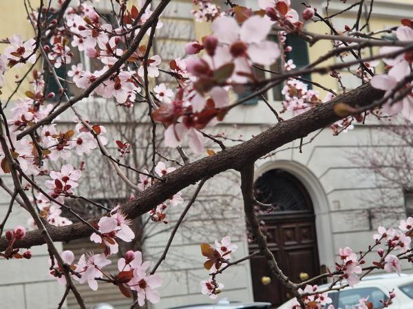 Home Rome Borsieri - Rome