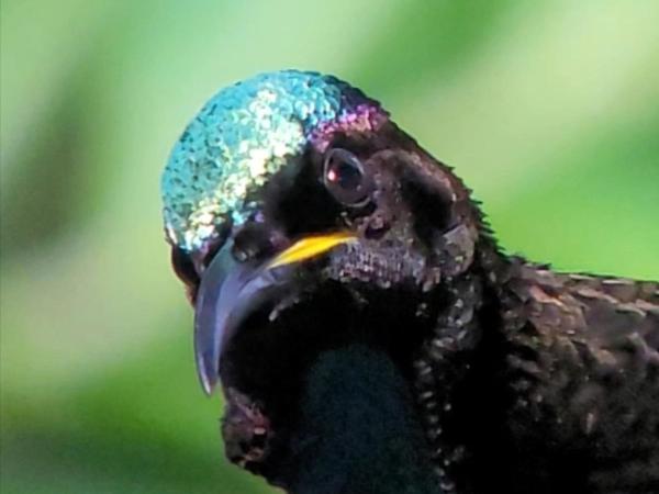 Riflebird Lodge - Malanda