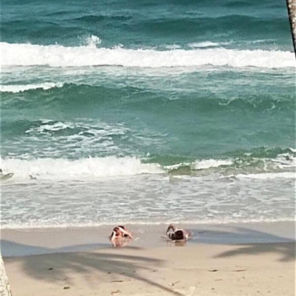 Sea View Beds บ้านบอส หาดทุ่งวัวแล่น ชุมพร - Pathio District