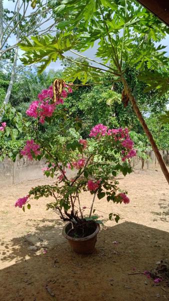 Oranjelaan 51 - Suriname