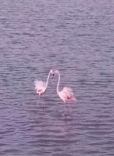 Sole Mare Vento 38a Punta Prosciutto - Punta Prosciutto