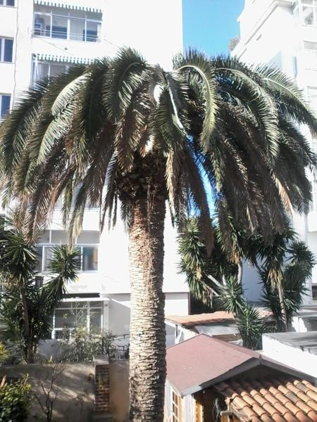 La Palma - Livorno