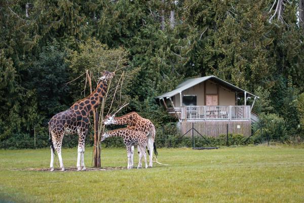 Knuthenborg Safaripark - Denmark