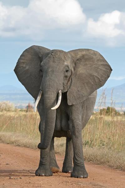 Jukskei Big5 - Elephant - Lanseria