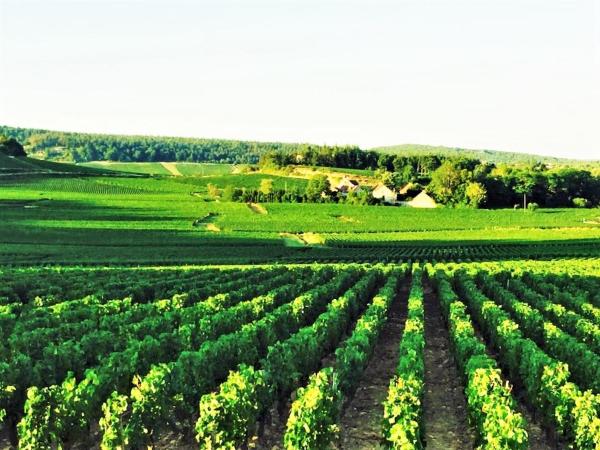Domaine Pont Juillet - Chalon-sur-Saône