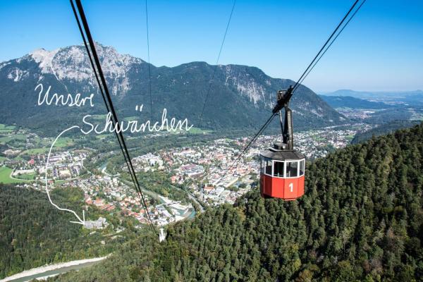 Alpenschwänchen 2 - Salzschwänchen - Lofer