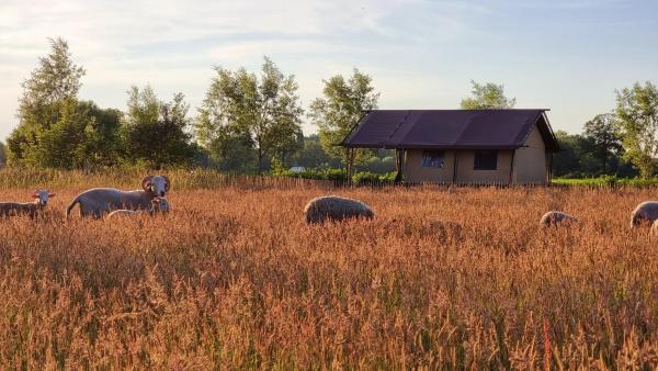 Luxury Safari Tent Near Veluwe - Deventer