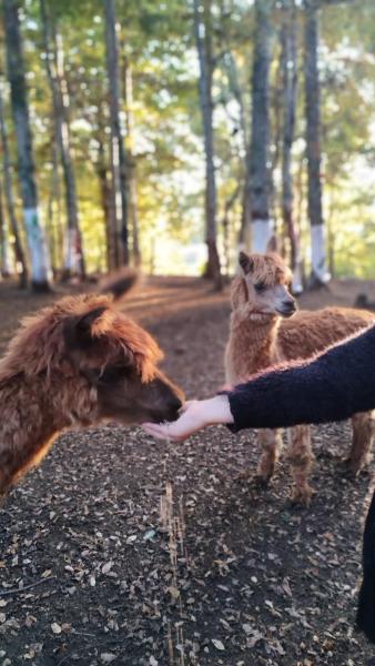 Refugio Pucura - Los Ríos