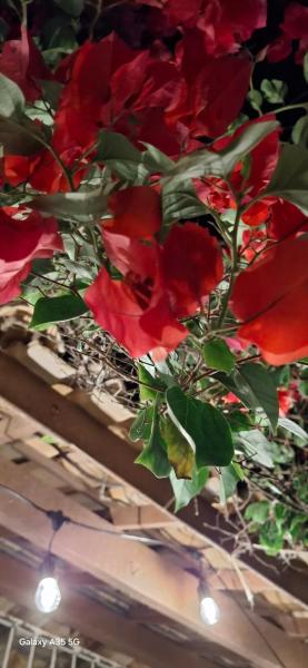 Casa Bougainville - Fortaleza