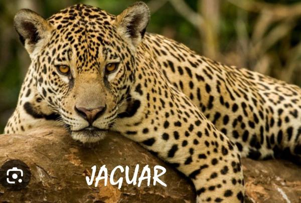 Pacífico Jaguar Antigua - Guatemala