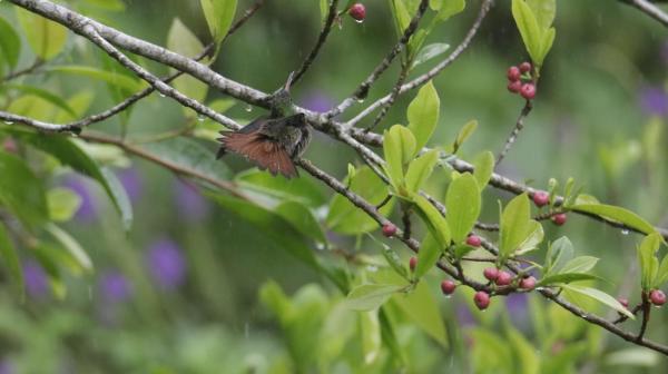 Aves De Tierras Altas - Costa Rica