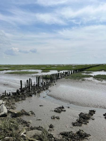 Ferienhaus 'Welle Und Watt' - 2024 Neu Renoviert - Friedrichskoog