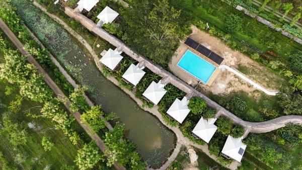 Tropical Magnolia - Belize