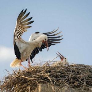 Mobil Home 9 - Charente-Maritime