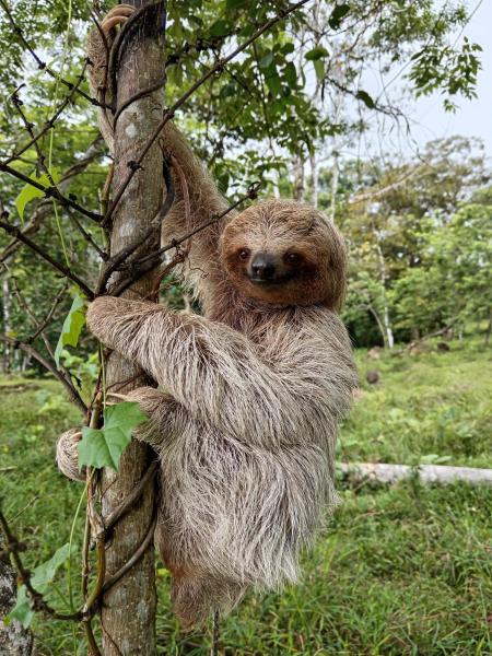 Posada Rural Río Celeste - Costa Rica