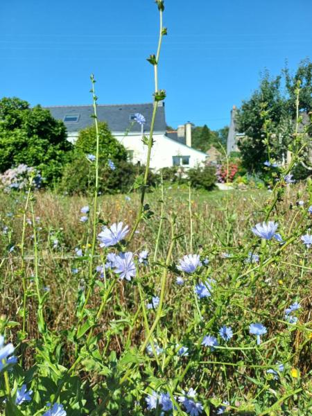 O'ty'zoiseaux - Plus Proche De La Nature - Meublé Tourisme Classé 4 éToiles - Rosporden
