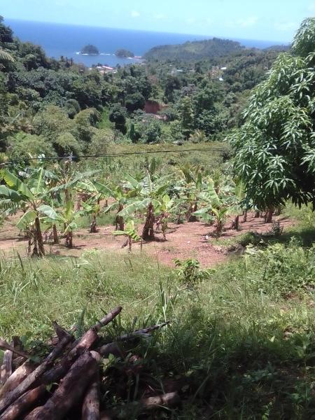 Pt Jardin Farm - Dominica